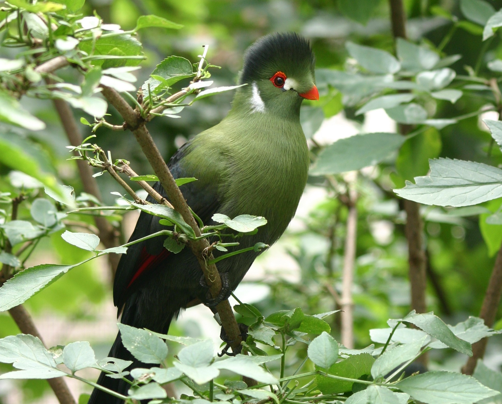 Turako, Weißohrturako - Whited-cheeked touraco